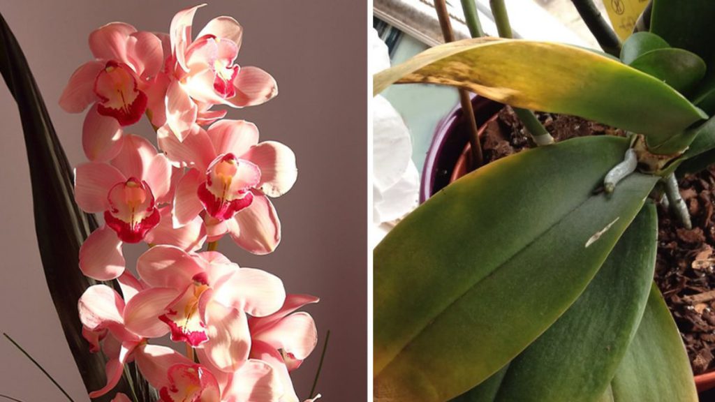 Faire Refleurir Ses Orchidées 4 Astuces Efficaces Comment Conserver