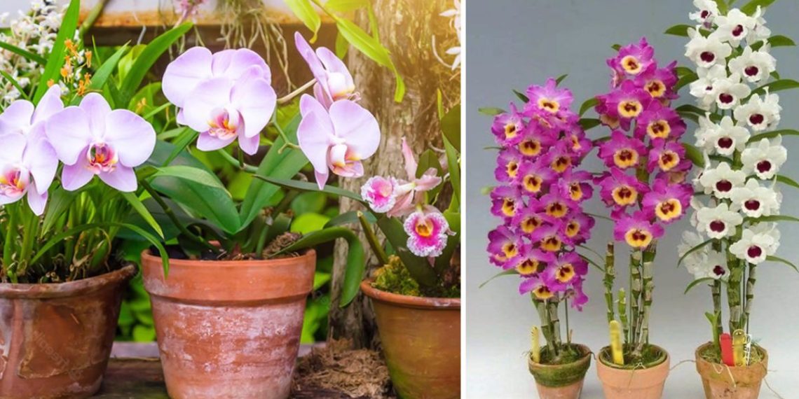 Comment Cultiver Des Orchidées Dintérieur Guide étape Par étape