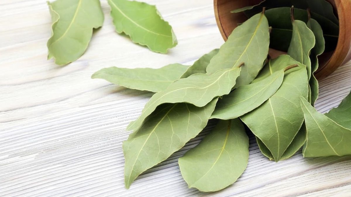 Comment utiliser les feuilles de laurier dans la maison – tout sur le ... Comment utiliser les feuilles de laurier dans la maison – tout sur le ...