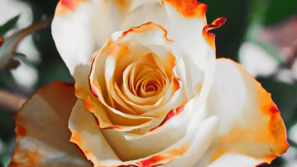Quand et comment tailler les rosiers – secrets pour réussir la taille ... Quand et comment tailler les rosiers – secrets pour réussir la taille ...