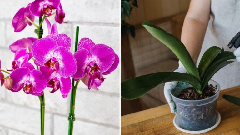 Comment Garder Mes Orchidées Toujours Belles