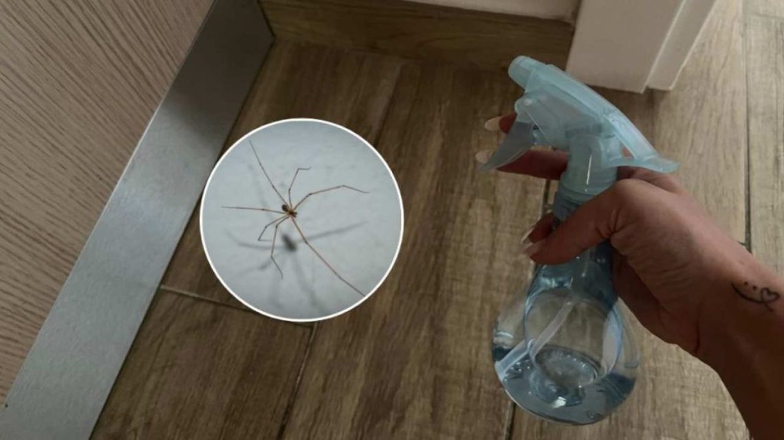 Comment se débarrasser des araignées de la maison Comment se débarrasser des araignées de la maison