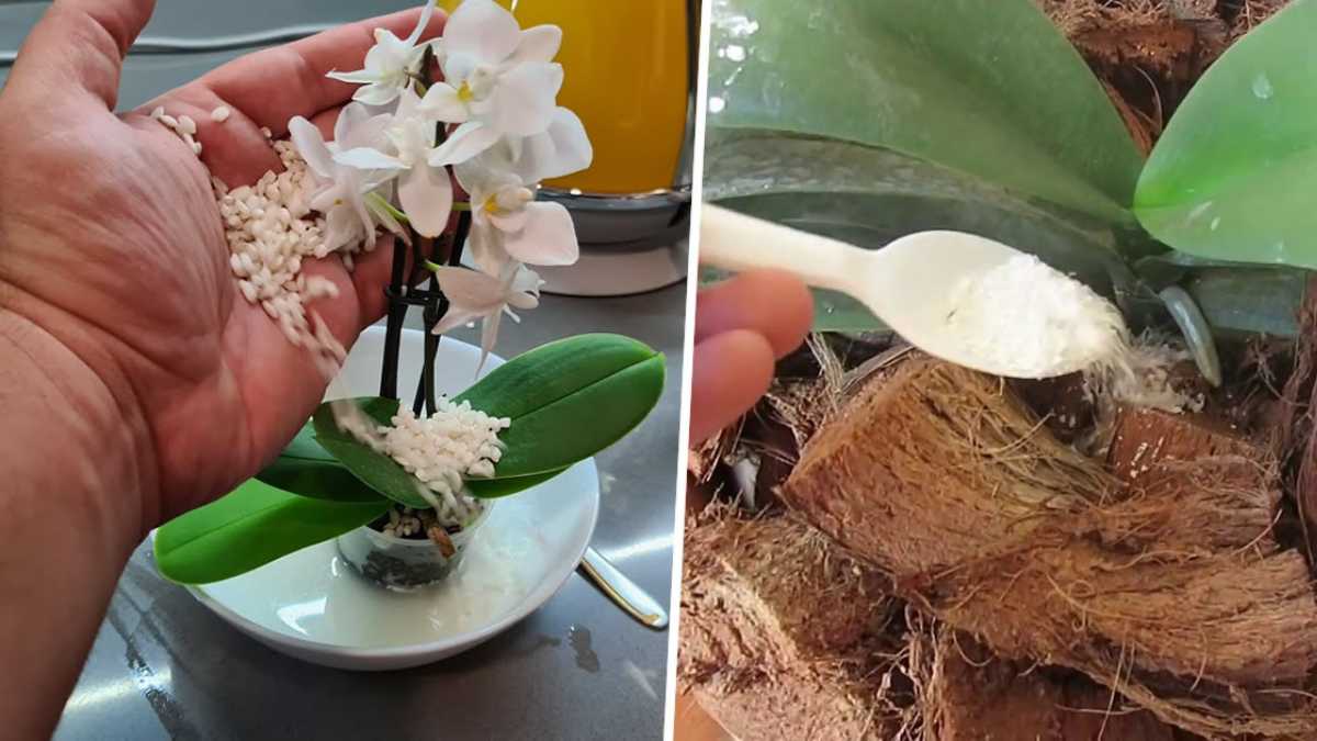 Les 4 Ingrédients Avec Lesquels Nourrir Vos Orchidées Pour Quelles S